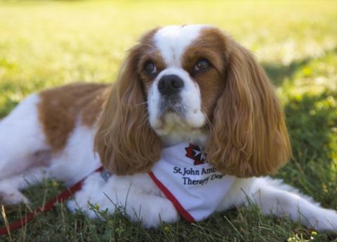 Therapy Dog | Become a Volunteer | St. John Ambulance